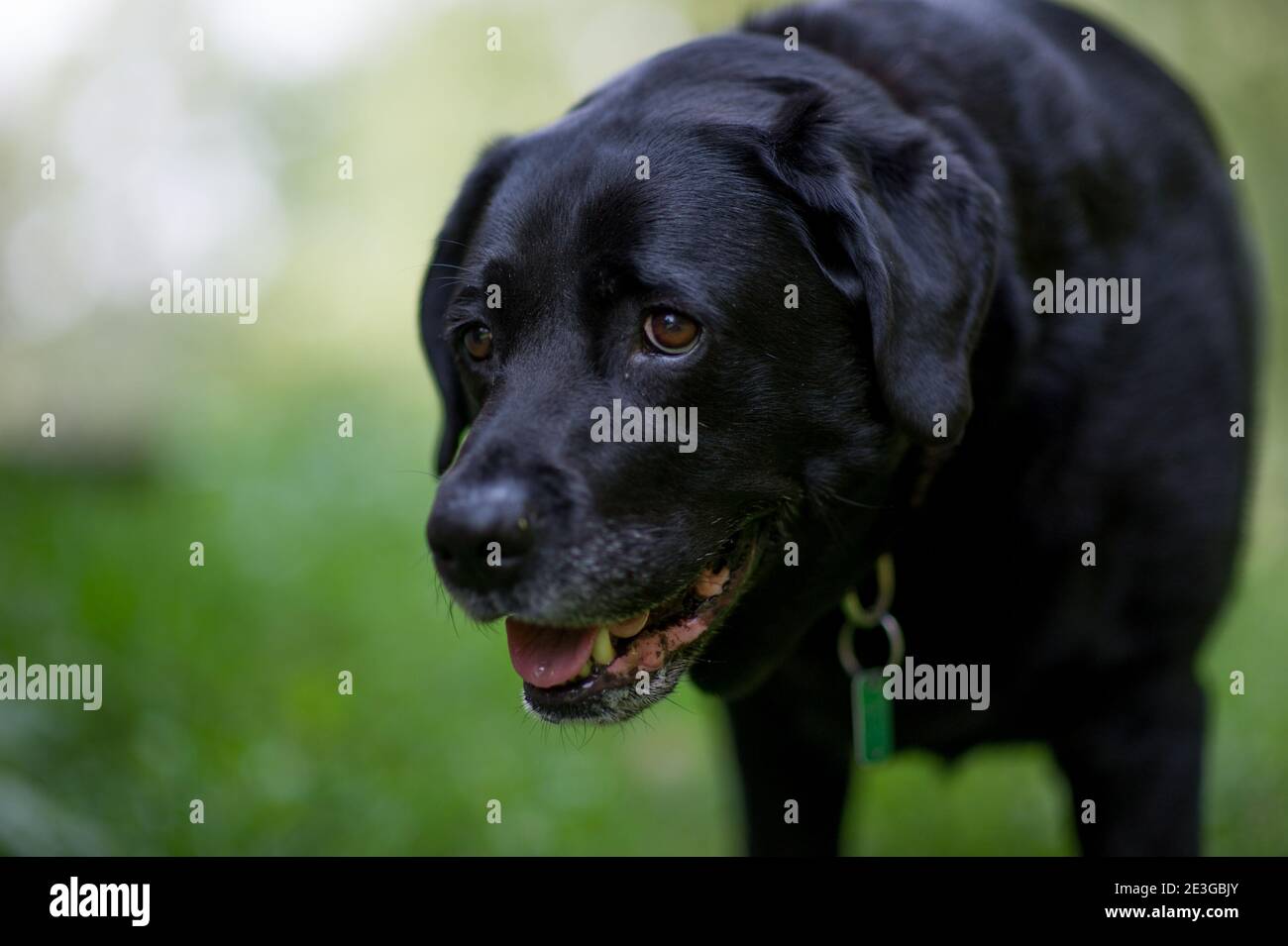 Lab with big head hi-res stock photography and images - Alamy
