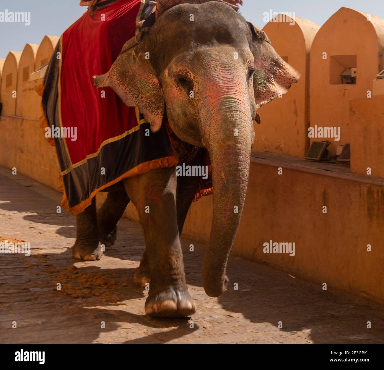 Elephant carrying hi-res stock photography and images - Alamy