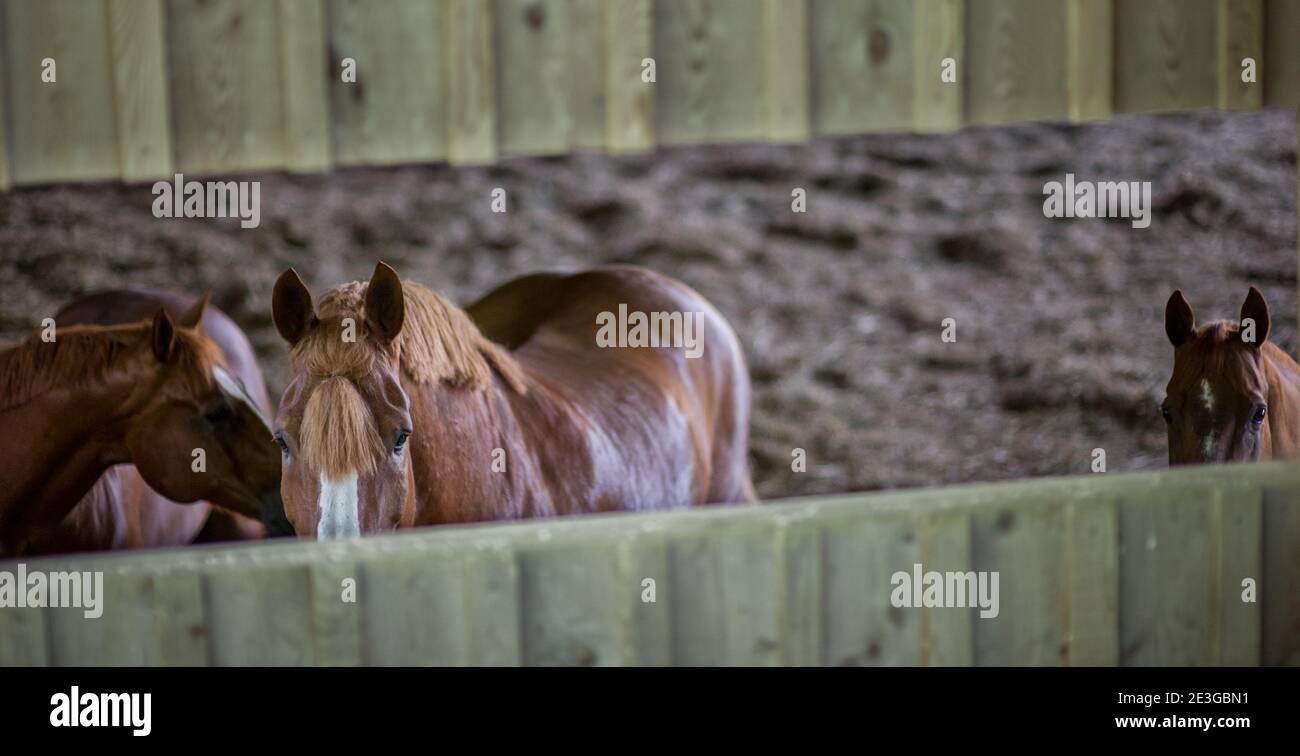 brown horses through an indoor arena window Stock Photo - Alamy