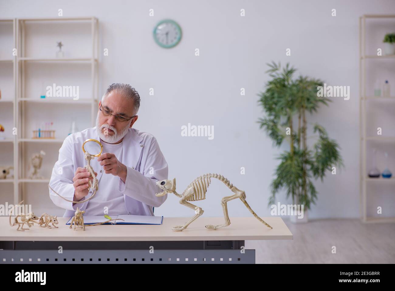 Old paleontologist examining ancient animals at lab Stock Photo - Alamy