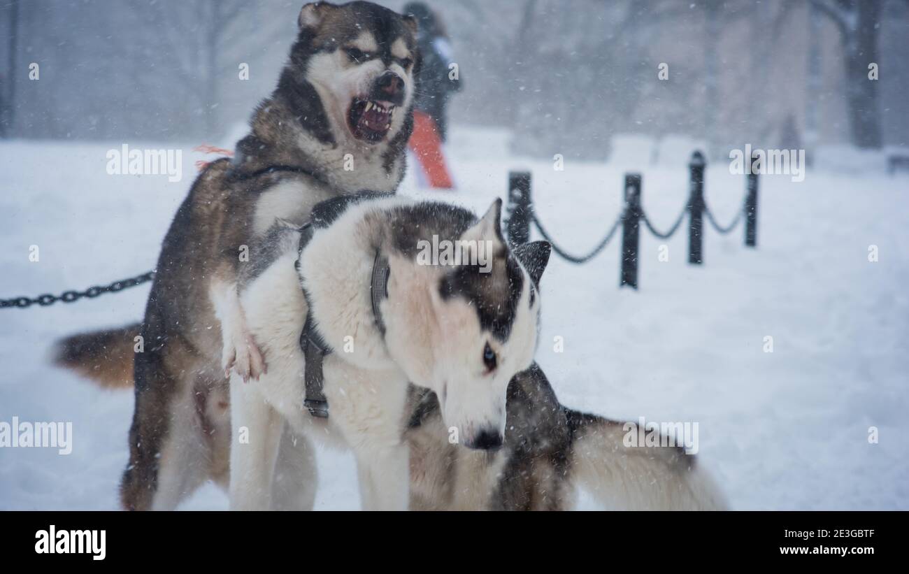 Huskies playing in the snow during winter storm Stock Photo - Alamy