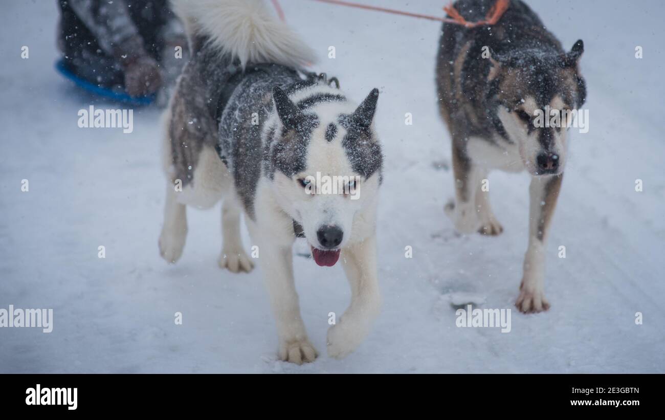 Huskies playing in the snow during winter storm Stock Photo - Alamy