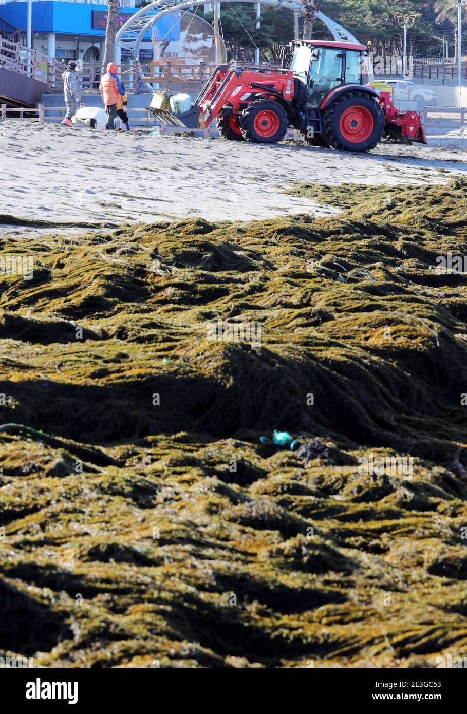 19th Jan, 2021. Invasive algae pollutes seashore in Jeju City officials ...