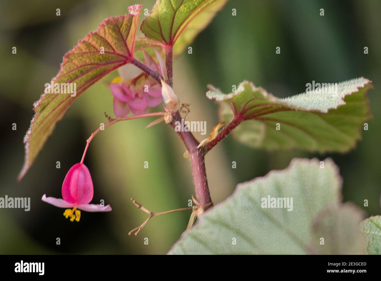 Bokey hi-res stock photography and images - Alamy