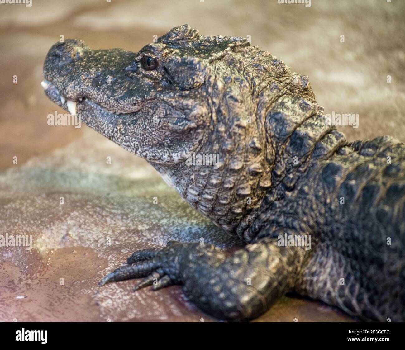 Alligator looking at camera hi-res stock photography and images - Alamy