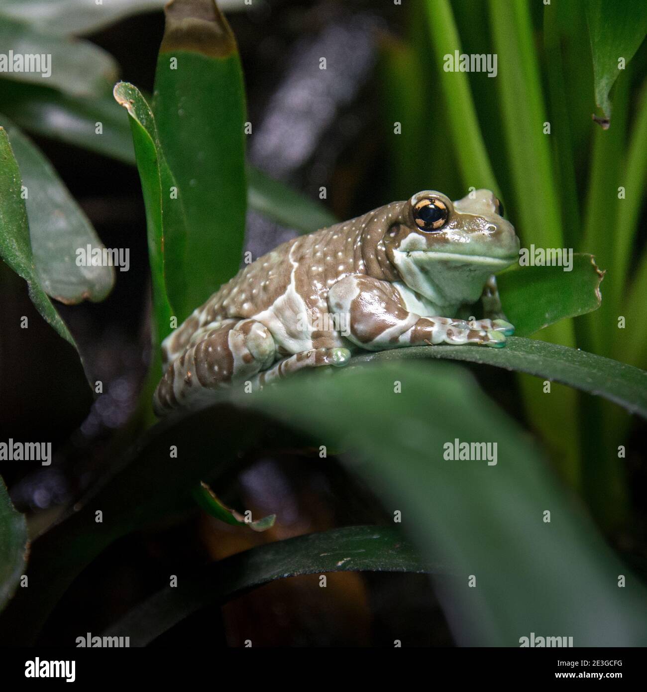 Wet frog hi-res stock photography and images - Alamy