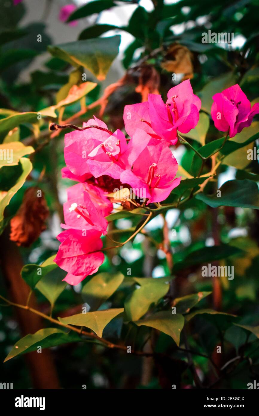 Pink colored paper flower in home garden with green leaves all around ...