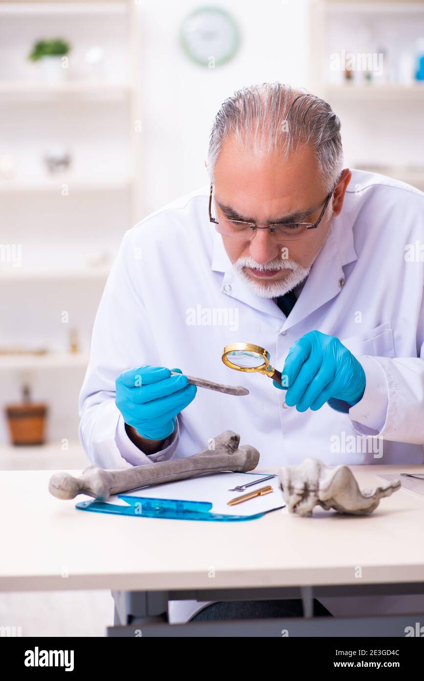 Old male paleontologist working in the lab Stock Photo - Alamy
