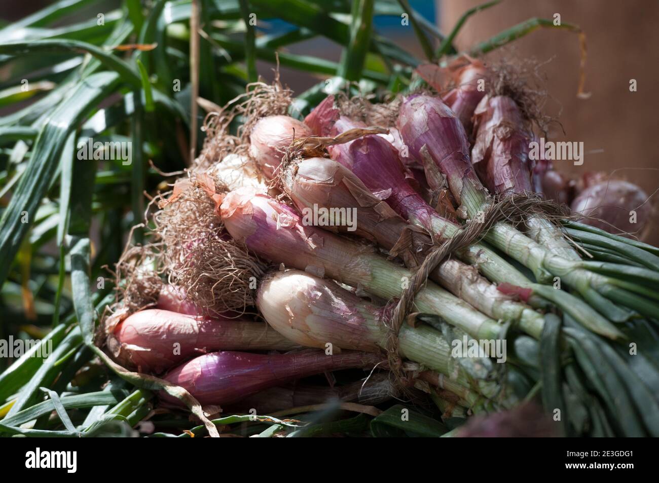 Type of red onion in a market of central Peru Stock Photo - Alamy