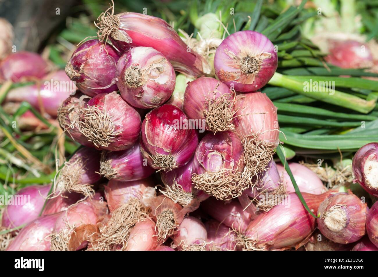 Type of onion hi-res stock photography and images - Alamy