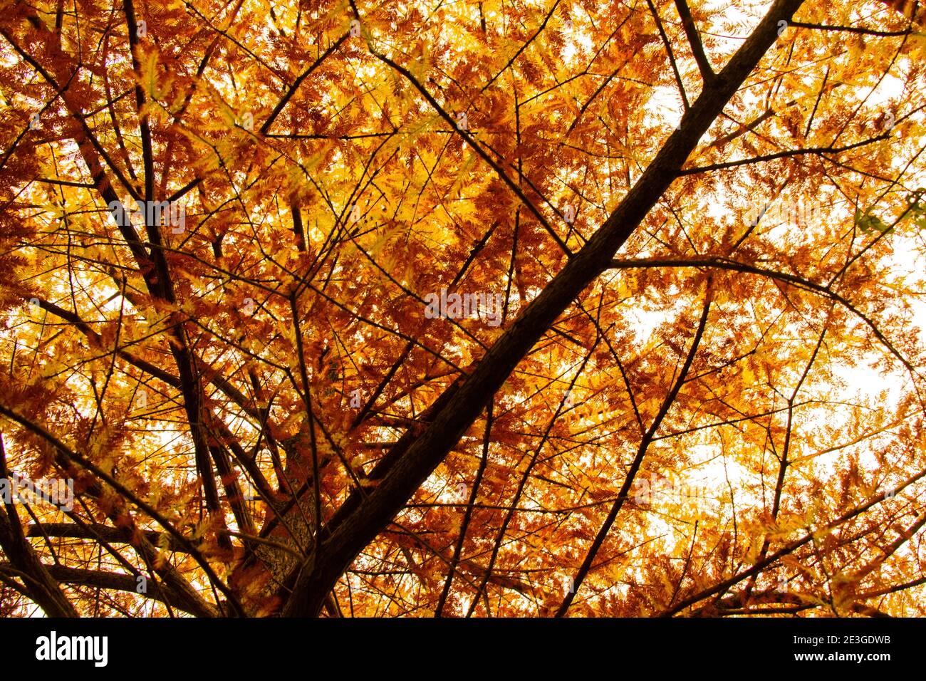 Autumn tree leaves texture background. leaf background texture Stock ...