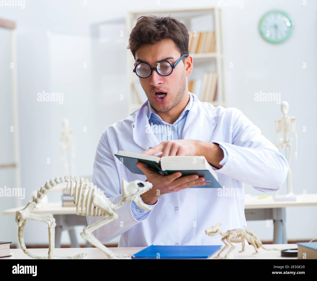 The funny crazy student doctor studying animal skeleton Stock Photo - Alamy