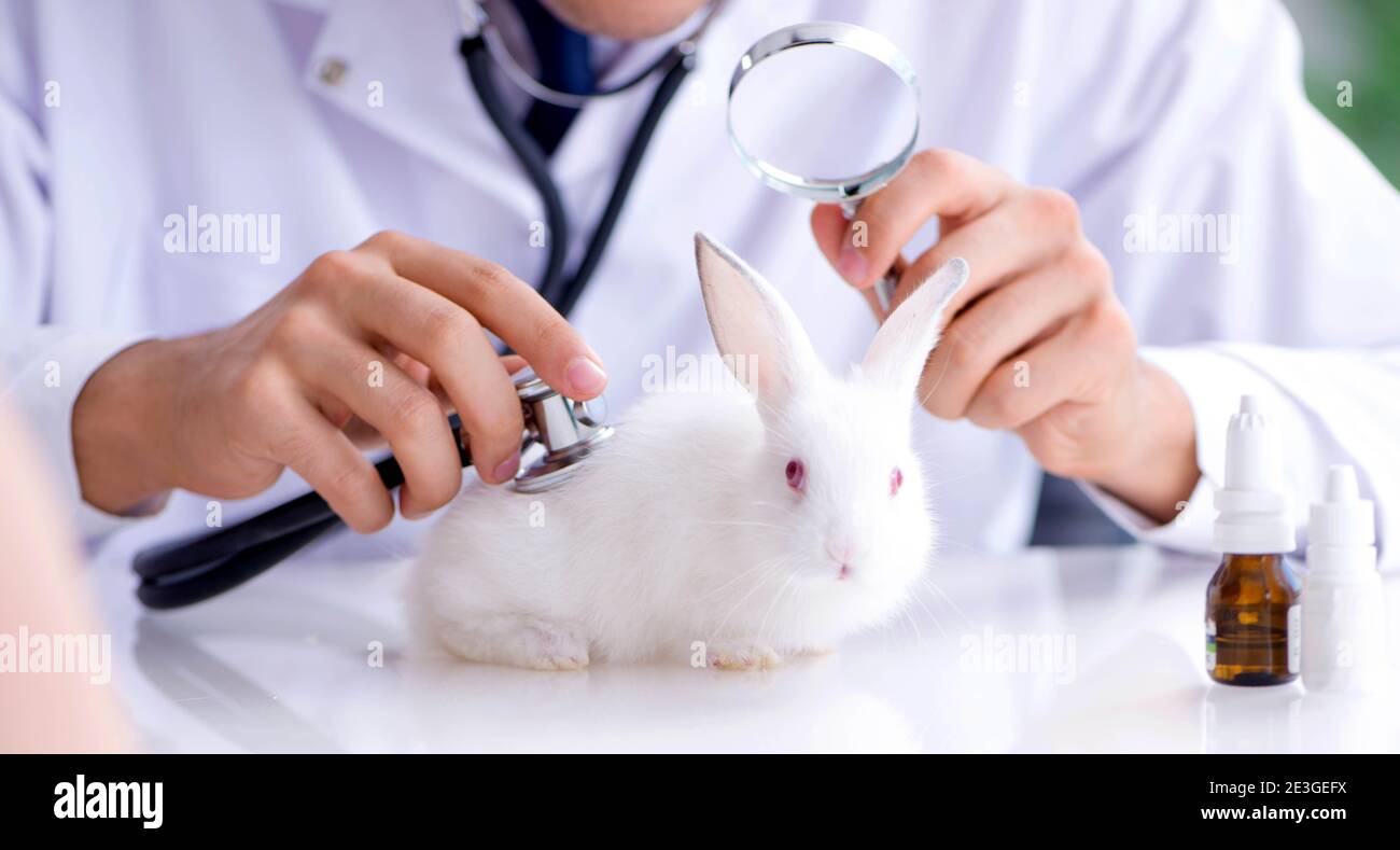 The vet doctor examining pet rabbit in clinic Stock Photo - Alamy