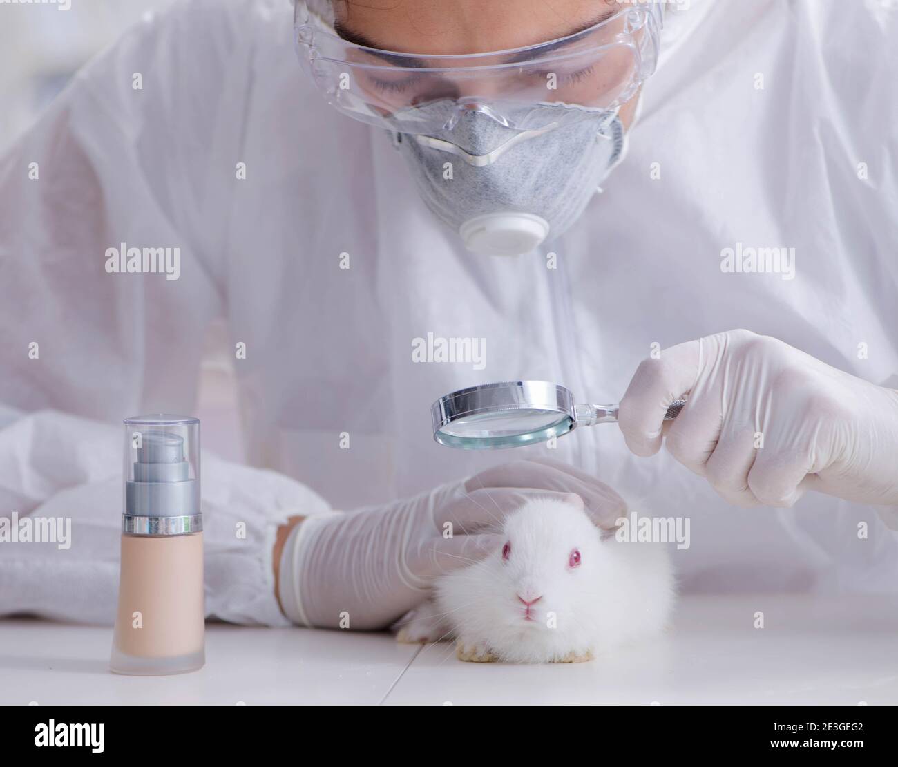 The scientist doing animal experiment in lab with rabbit Stock Photo ...
