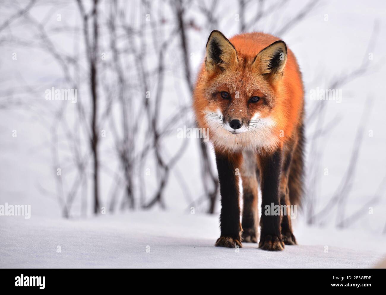 Fox front view in cold winter landscape licking her nose and slowly ...