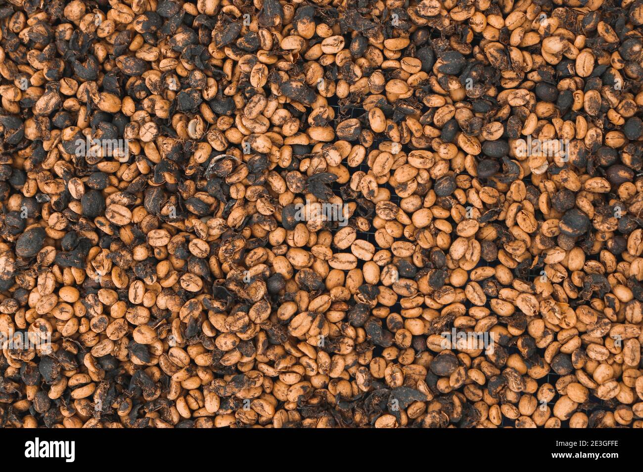 Yellow and dark coffee beans dried processing for texture background ...