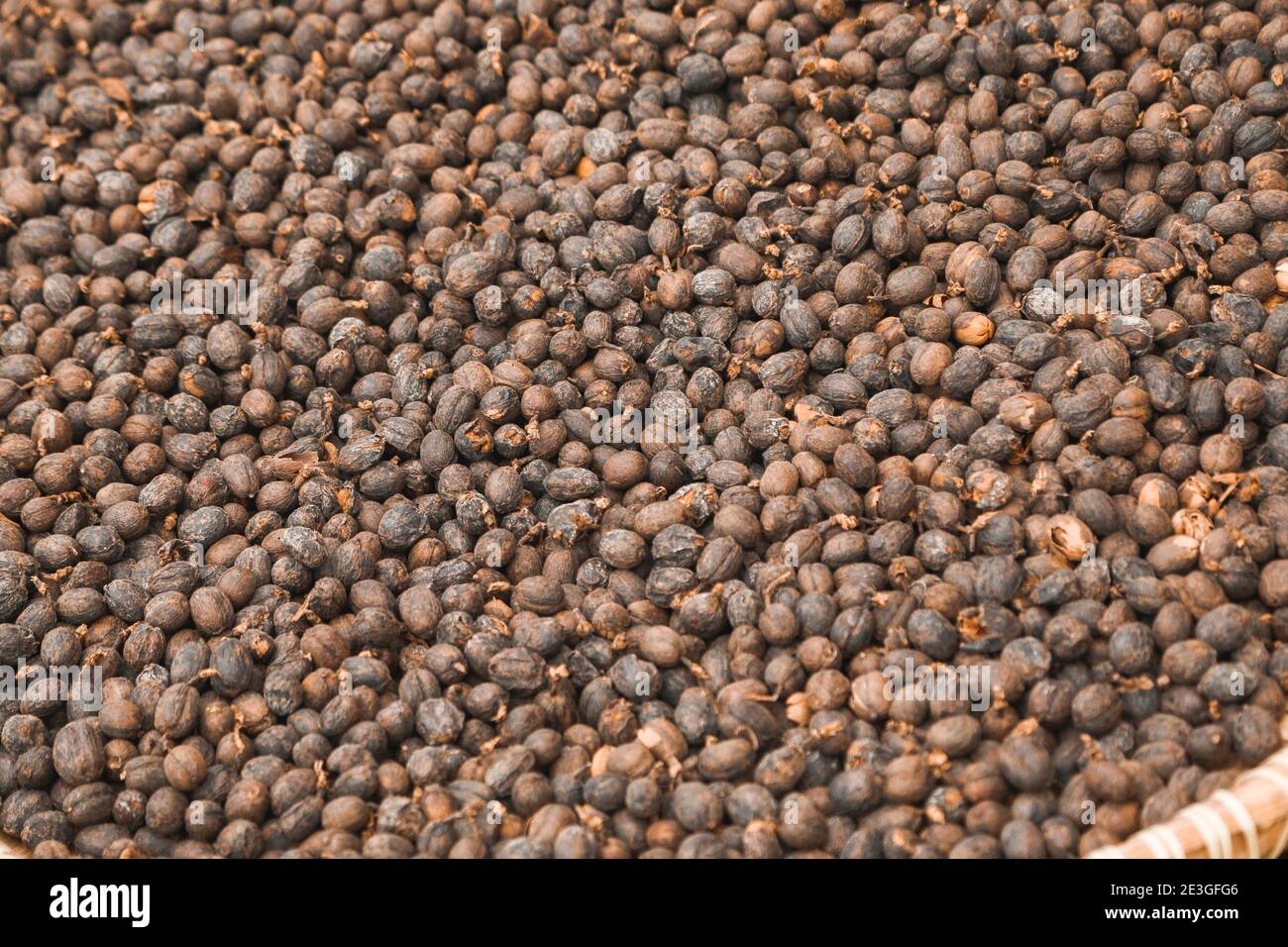 Dried Robusta Coffee Bean Cherry with greenhouse solar drying system ...
