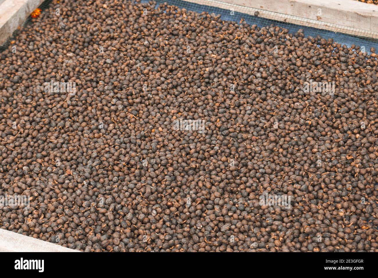 Dried Robusta Coffee Bean Cherry with greenhouse solar drying system ...
