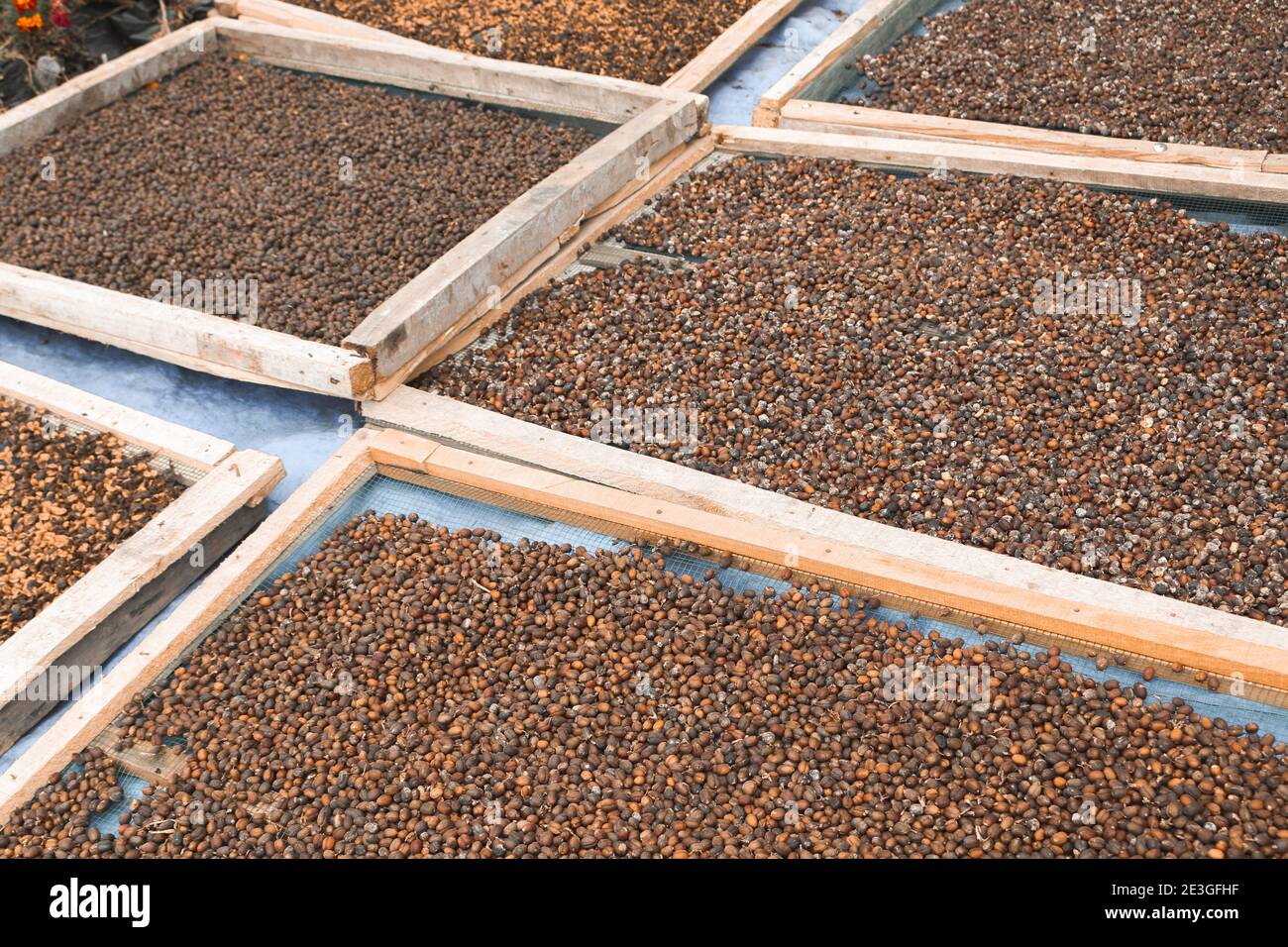 Dried Robusta Coffee Bean Cherry with greenhouse solar drying system ...