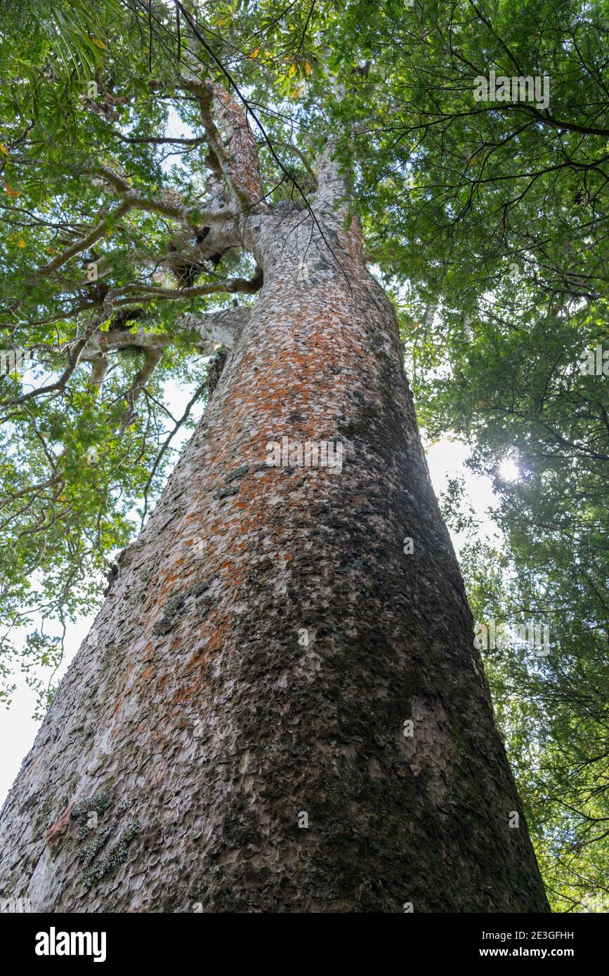 View up tall ancient New Zealand kauri tree belived to be 600 hundred ...