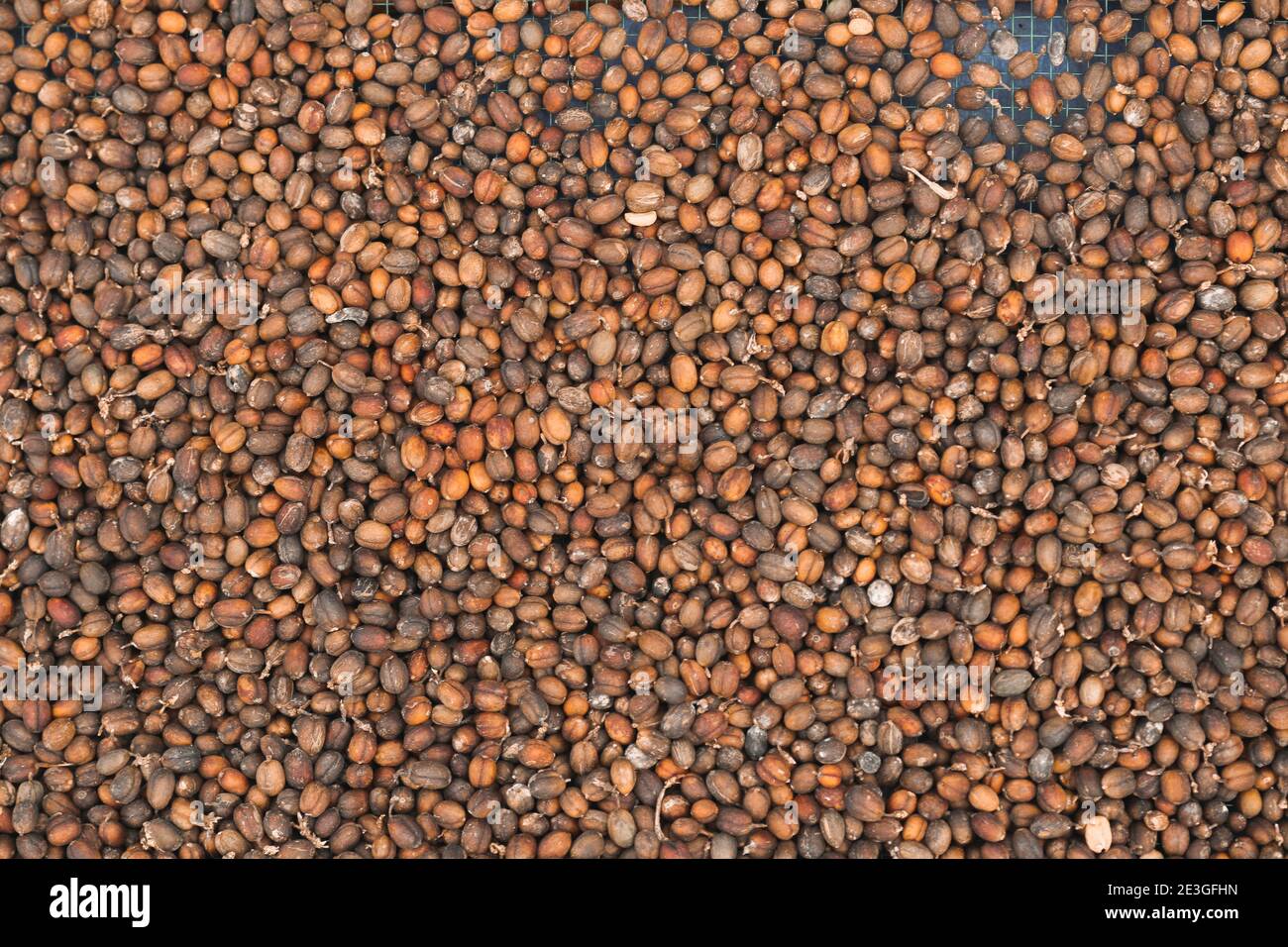 Dried Robusta Coffee Bean Cherry with greenhouse solar drying system ...