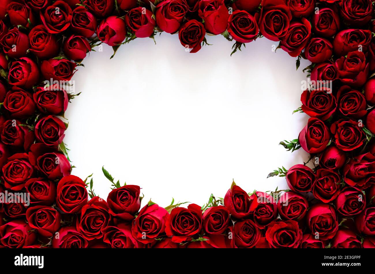 Red roses frame with white blank space for text for anniversary and ...