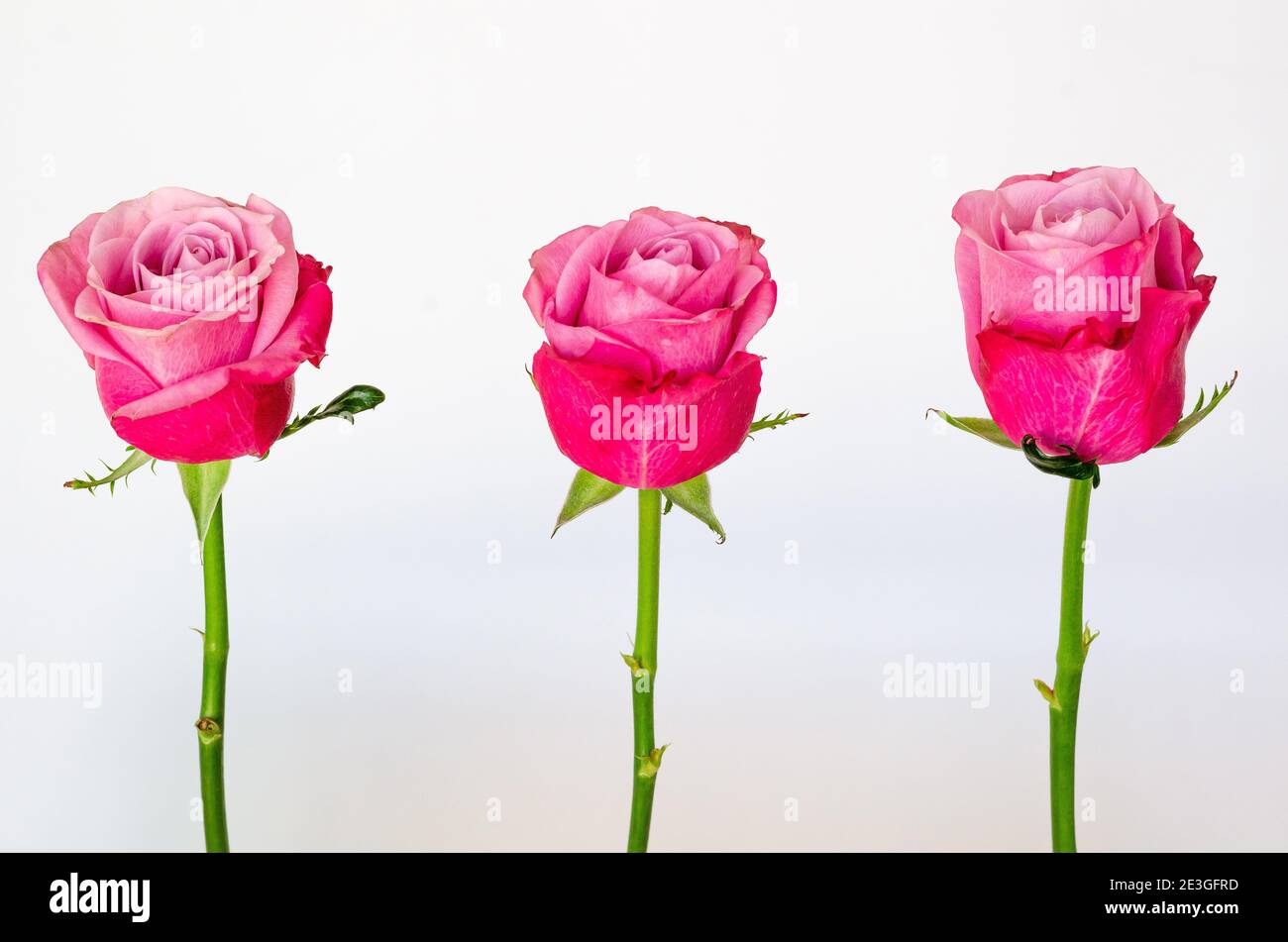 Three pink roses isolated on white background Stock Photo - Alamy