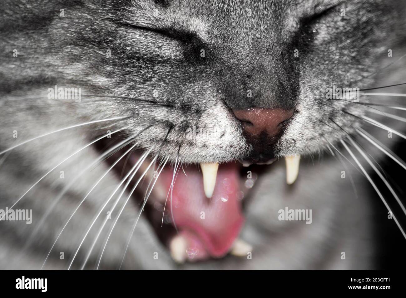 Opened his mouth baring his teeth and yawning Stock Photo - Alamy