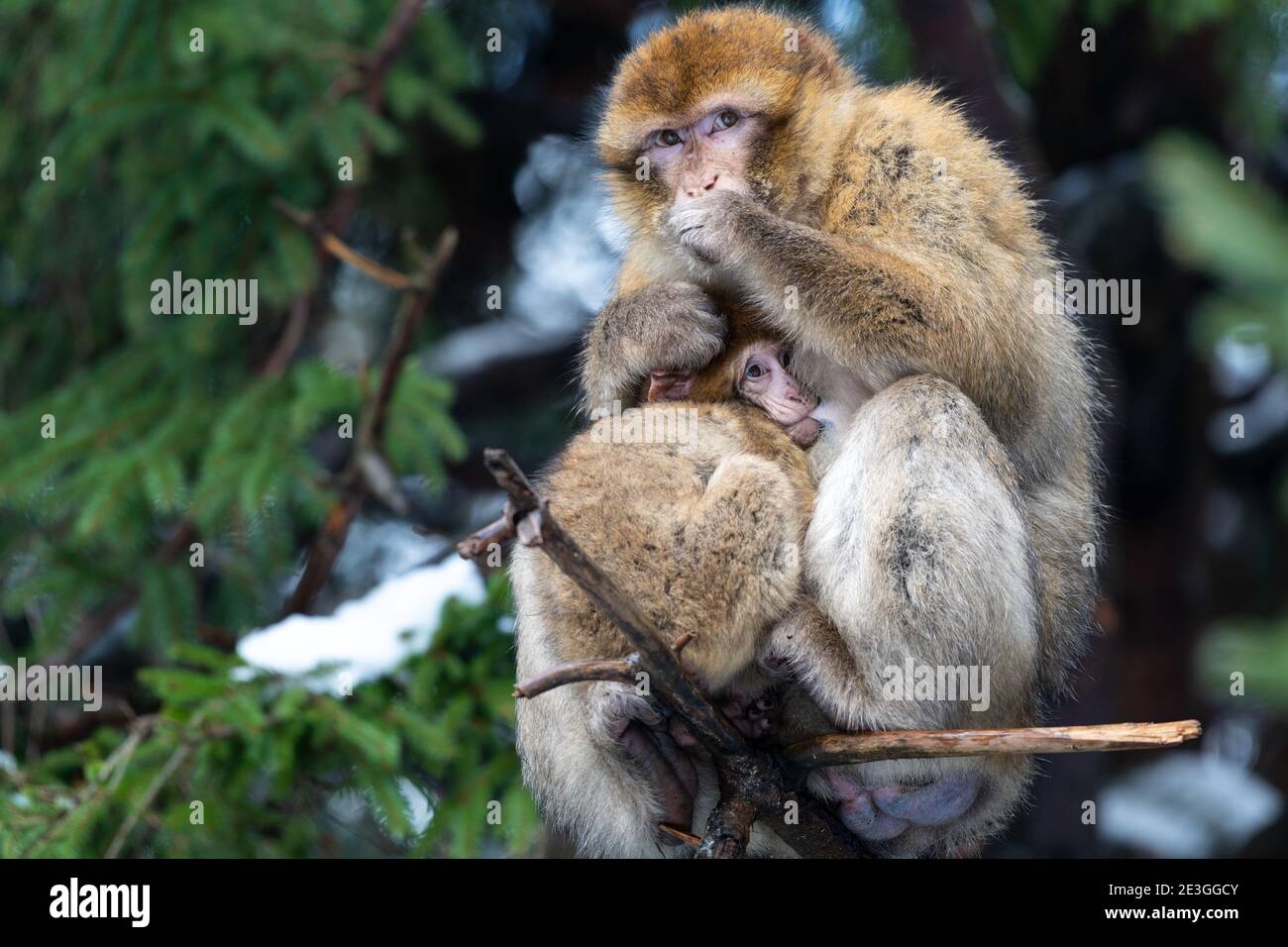 Hundreds of monkeys hi-res stock photography and images - Alamy