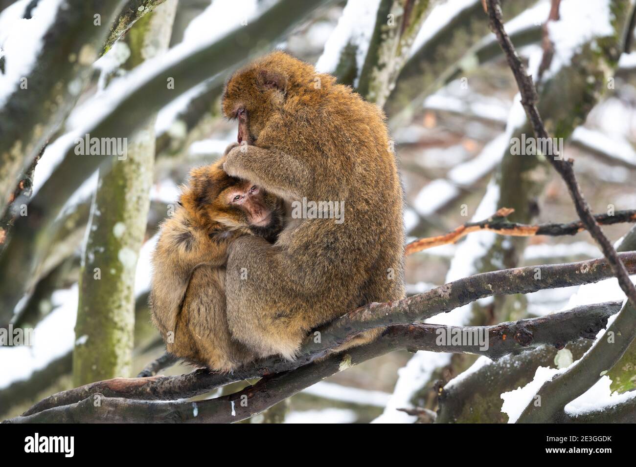 Hundreds of monkeys hi-res stock photography and images - Alamy