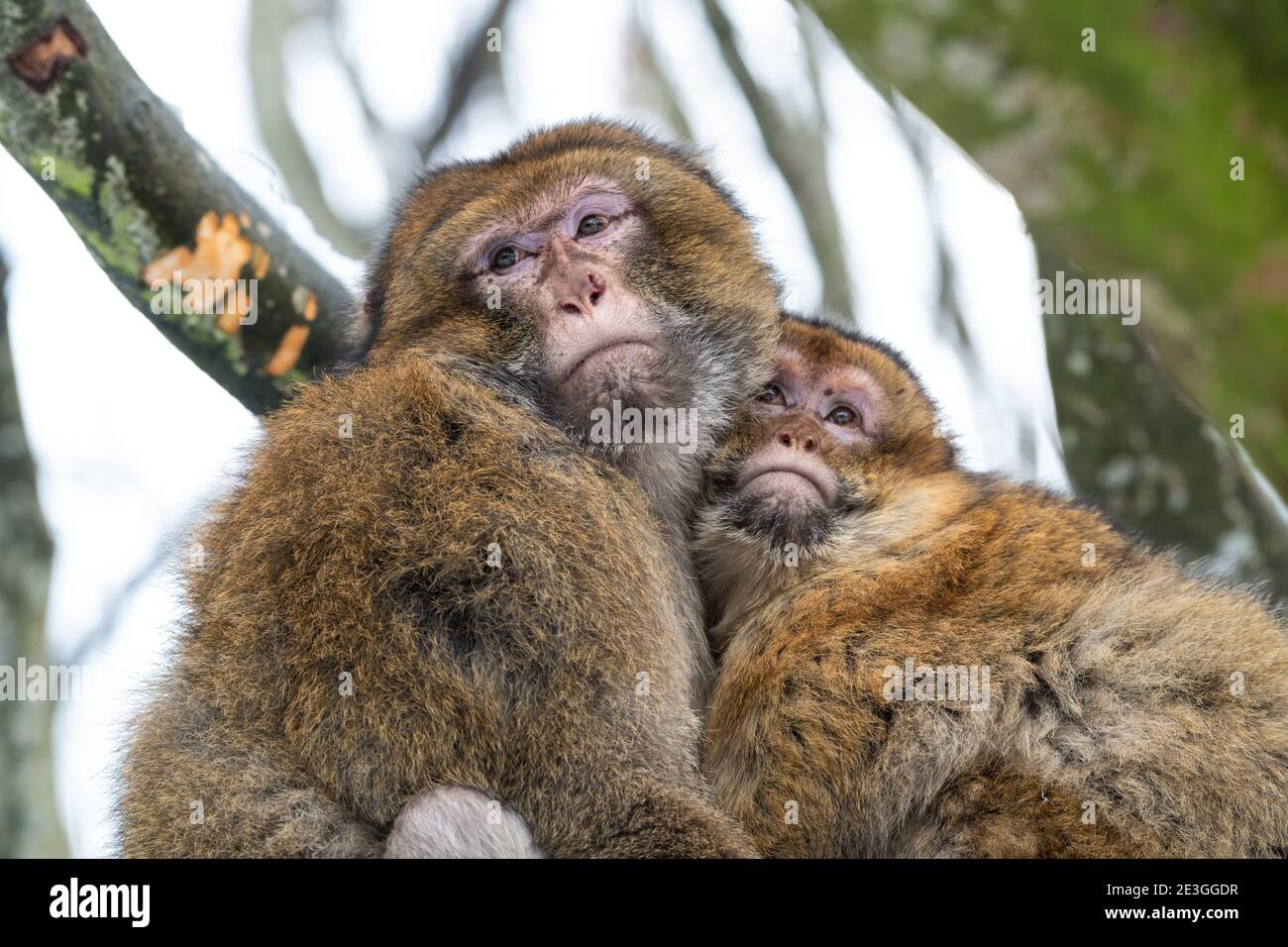 Hundreds of monkeys hi-res stock photography and images - Alamy