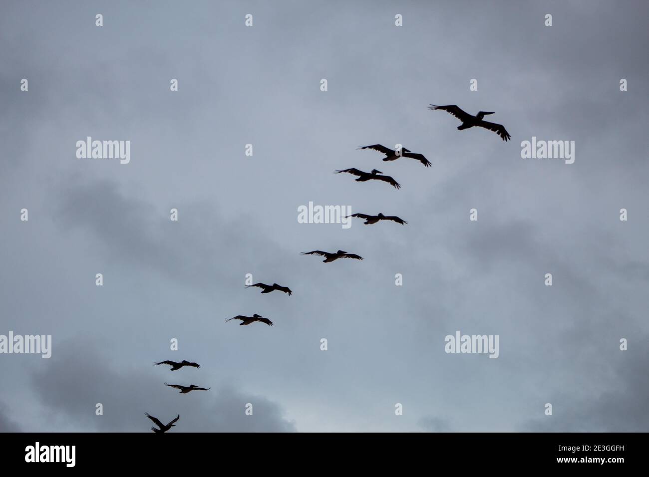 Birds in flight overhead Stock Photo - Alamy