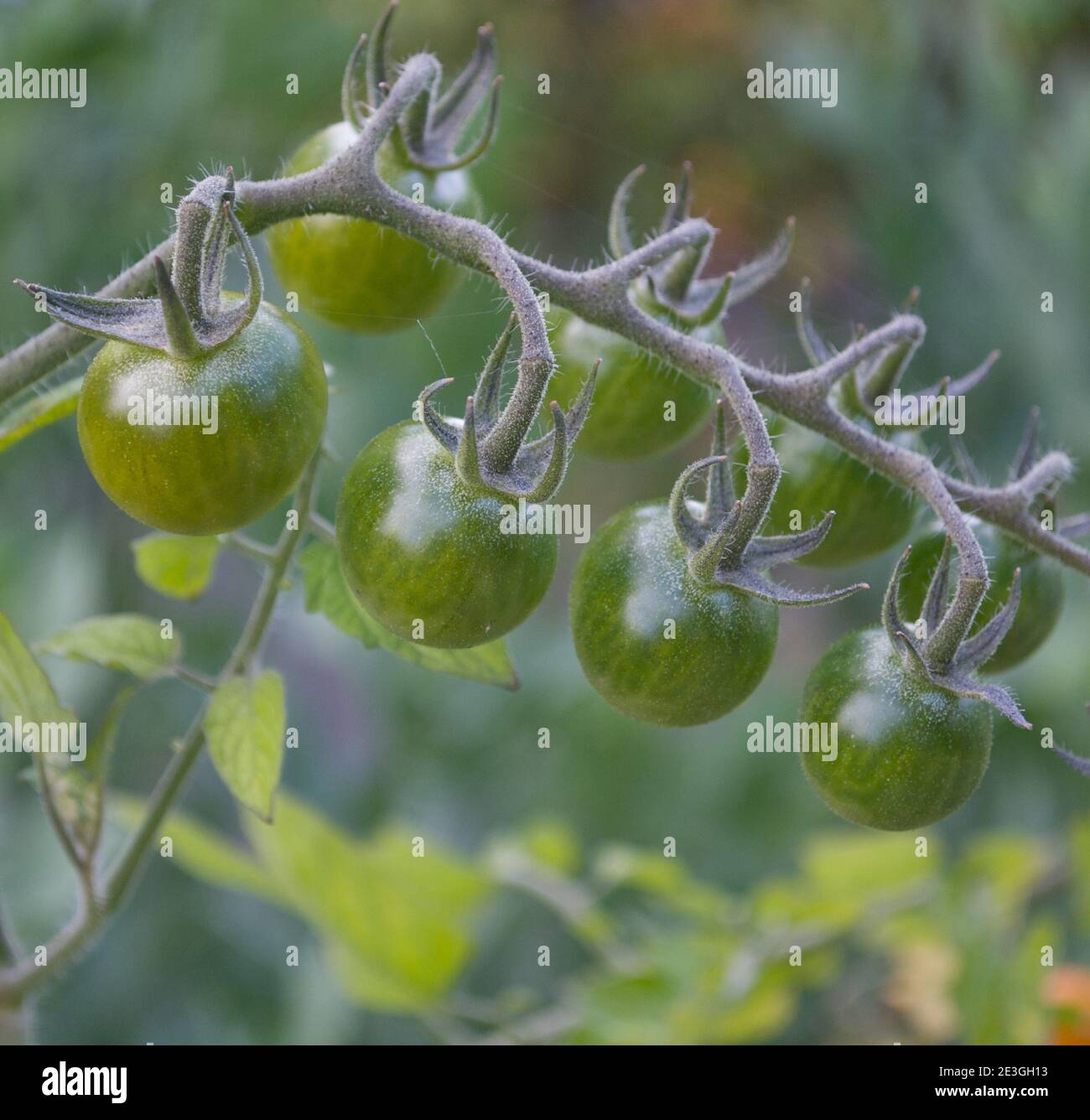 Lycopersicon hi-res stock photography and images - Alamy