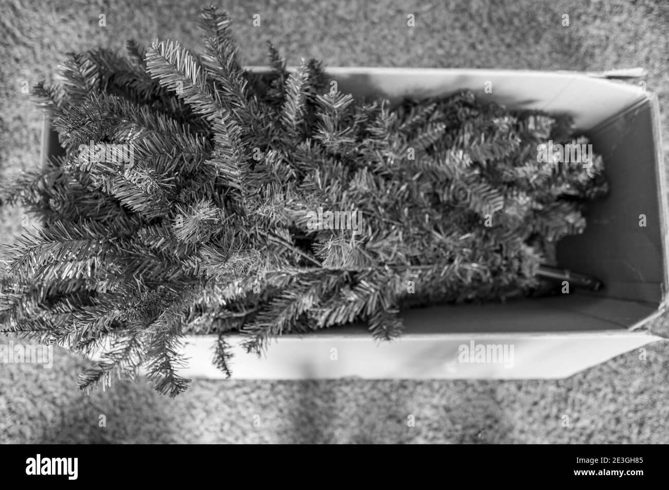 Green artificial christmas tree Black and White Stock Photos & Images ...