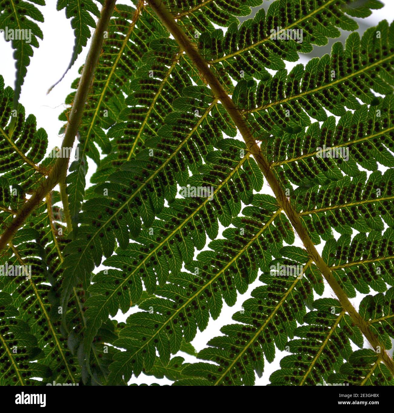 Pterophyta High Resolution Stock Photography and Images - Alamy