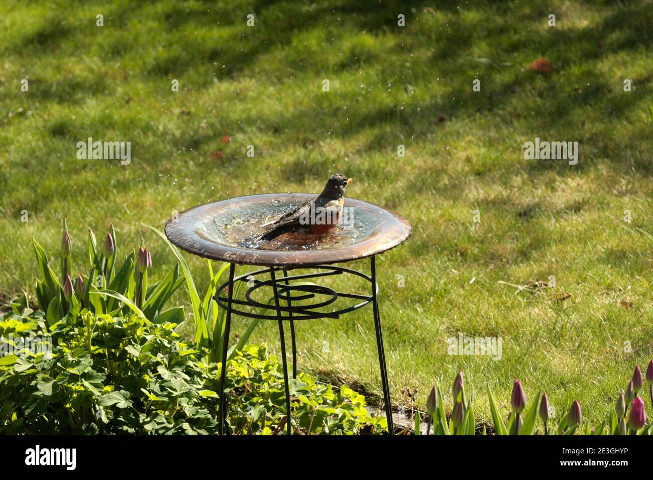 An adult robin takes a bath in a garden bird bath Stock Photo - Alamy