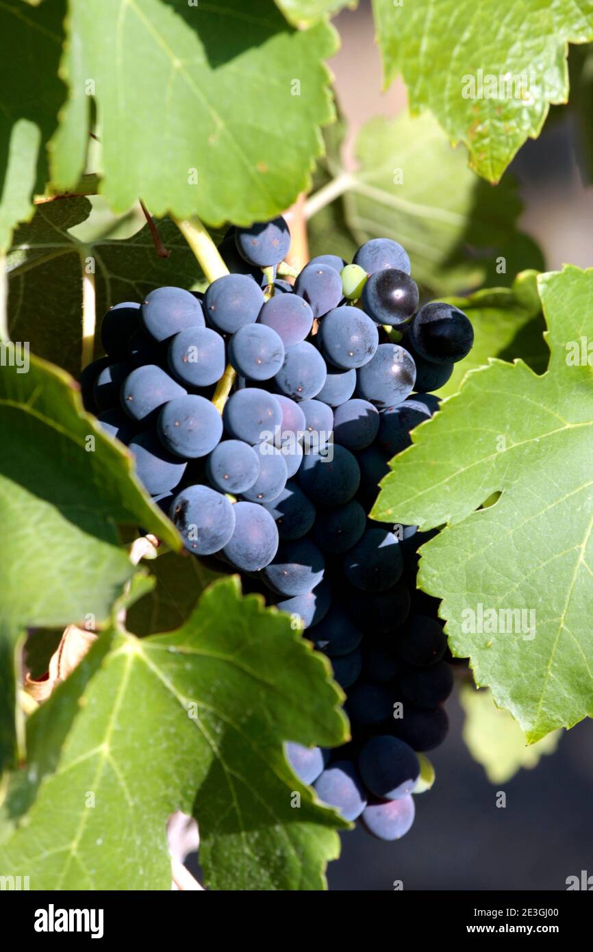 Pinot grapes ready for harvesting Stock Photo - Alamy