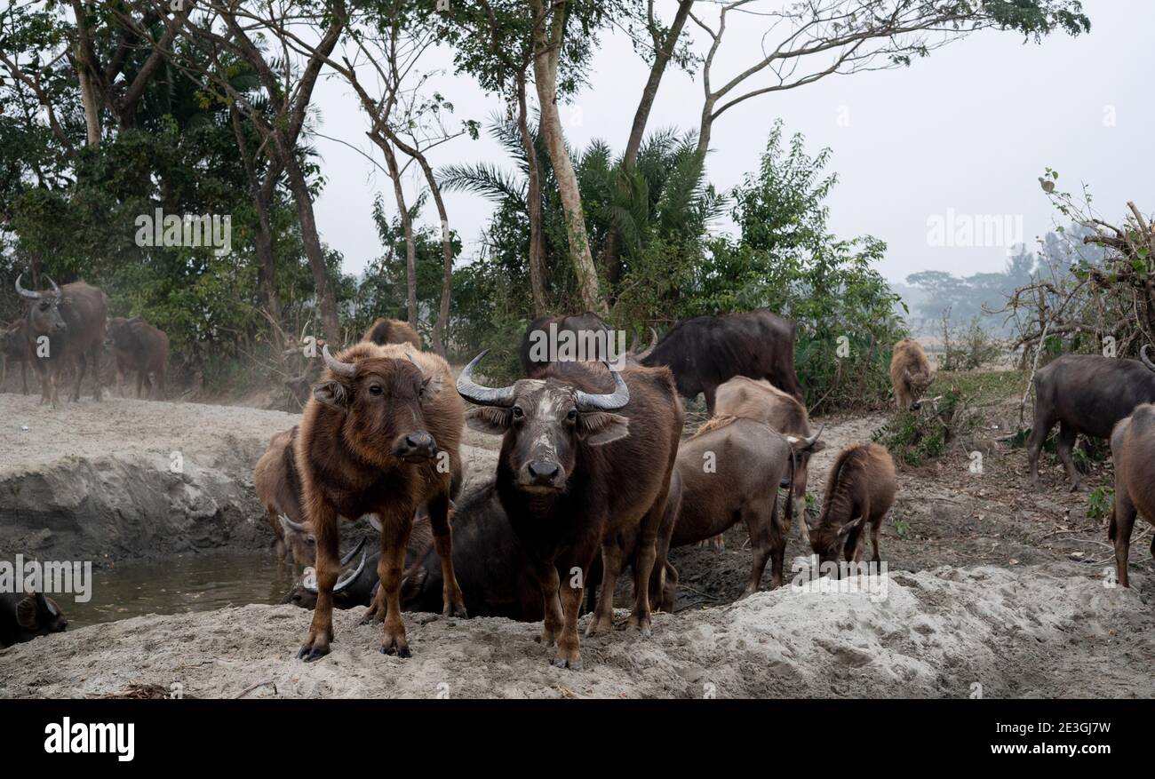 Nijum Dwip , a island of Bangadesh Stock Photo - Alamy