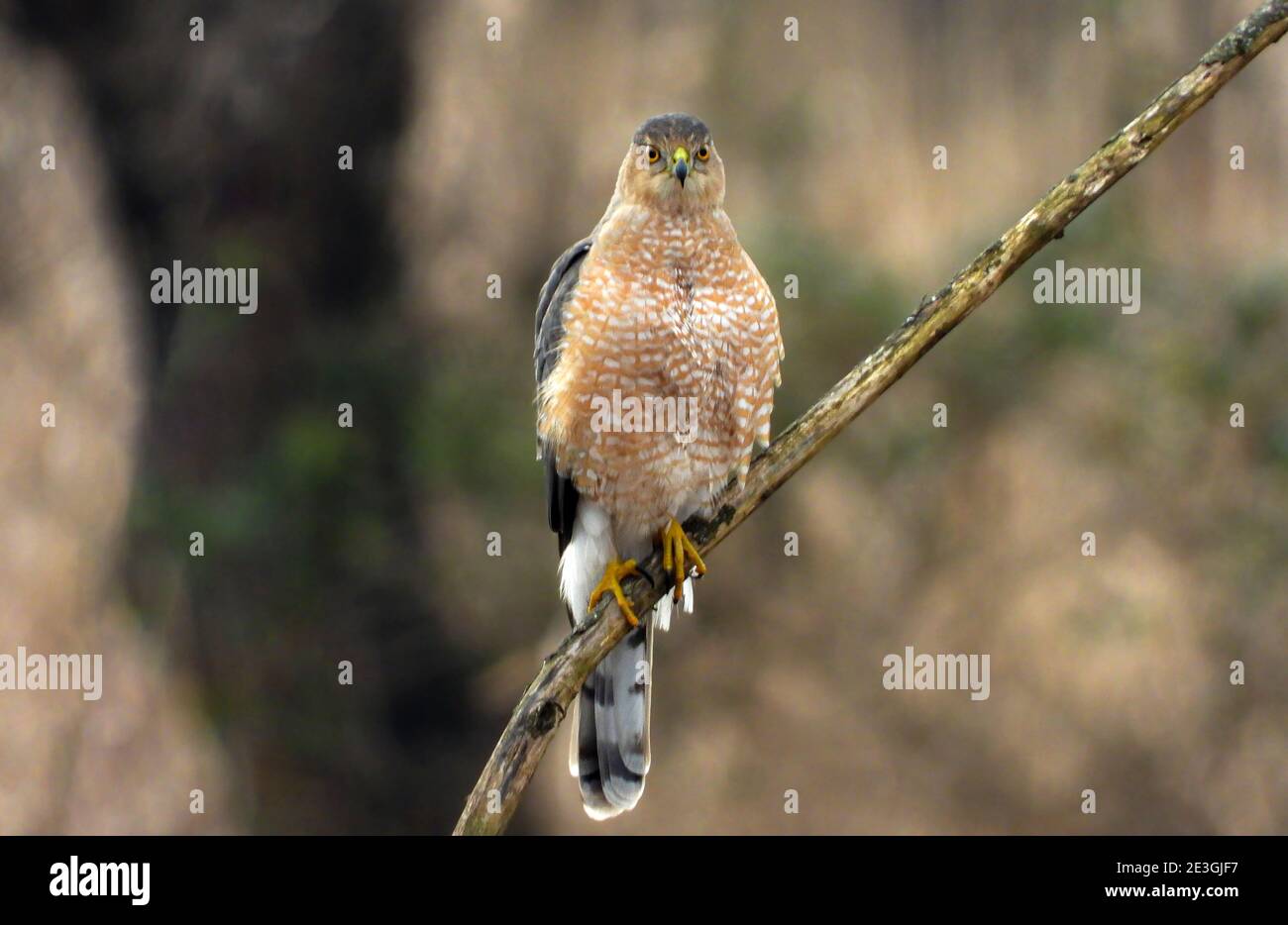 Cooper's hawk is a medium-sized hawk native to the North American ...