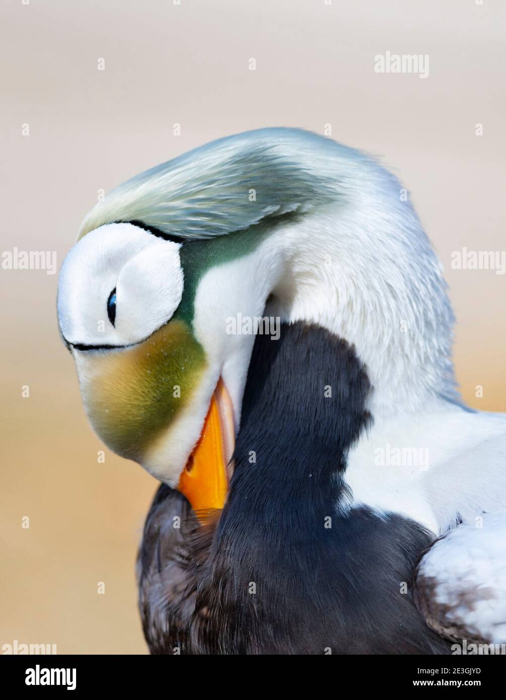 Spectacled duck hi-res stock photography and images - Alamy