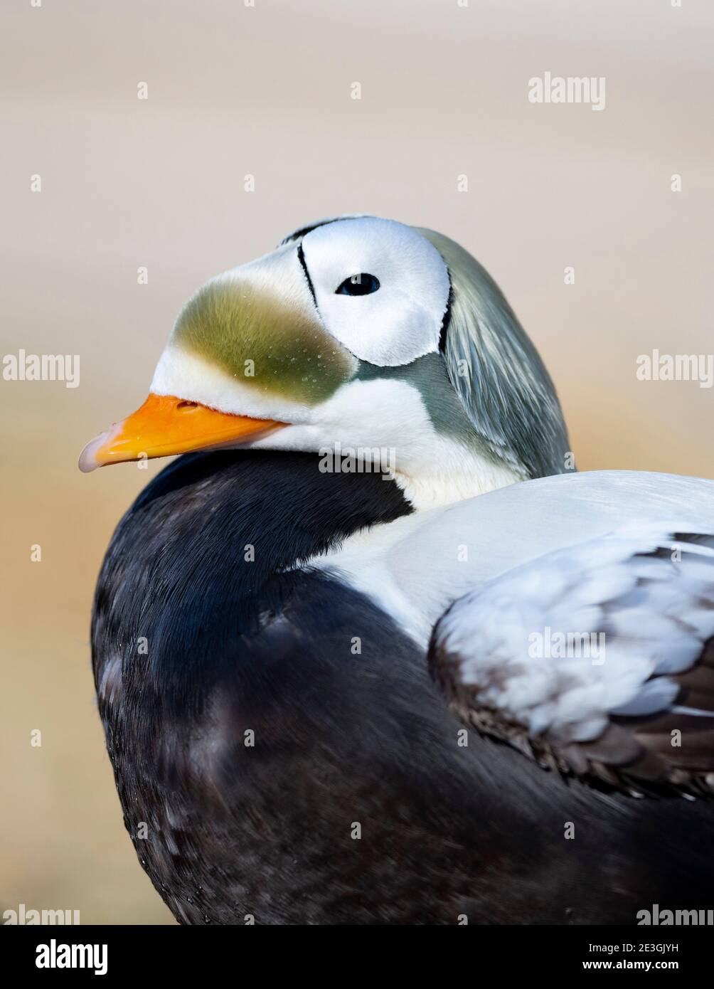 Drake spectacled eider hi-res stock photography and images - Alamy