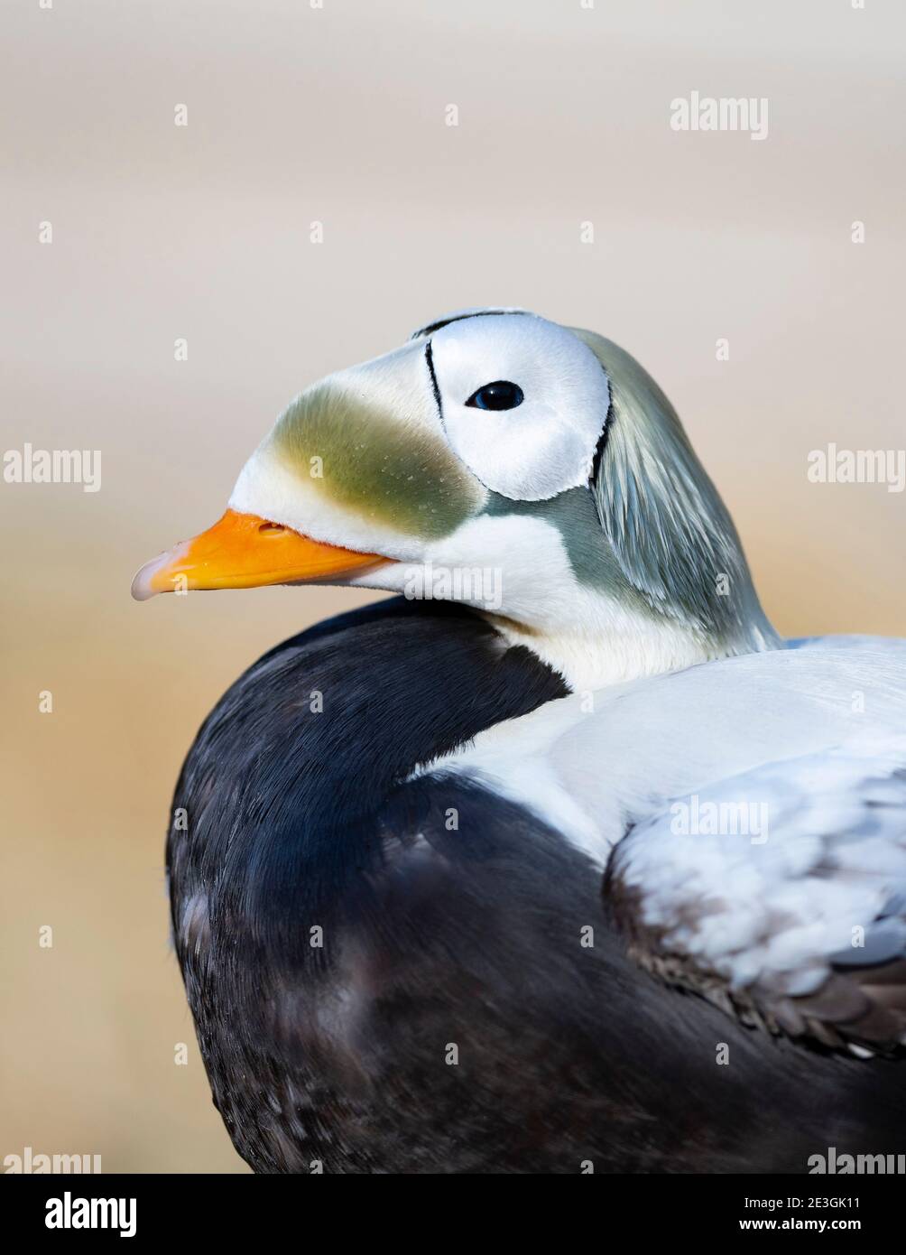 Spectacled Eider male in Alaska Stock Photo - Alamy