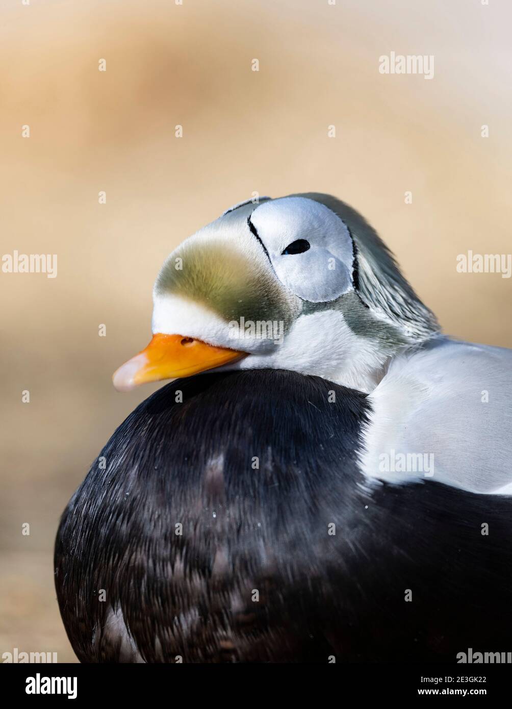 Drake spectacled eider hi-res stock photography and images - Alamy