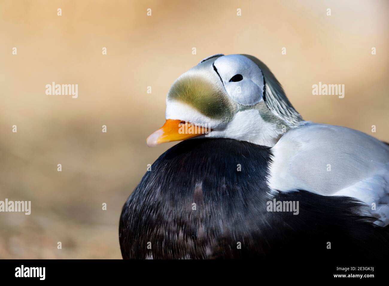 Drake spectacled eider hi-res stock photography and images - Alamy