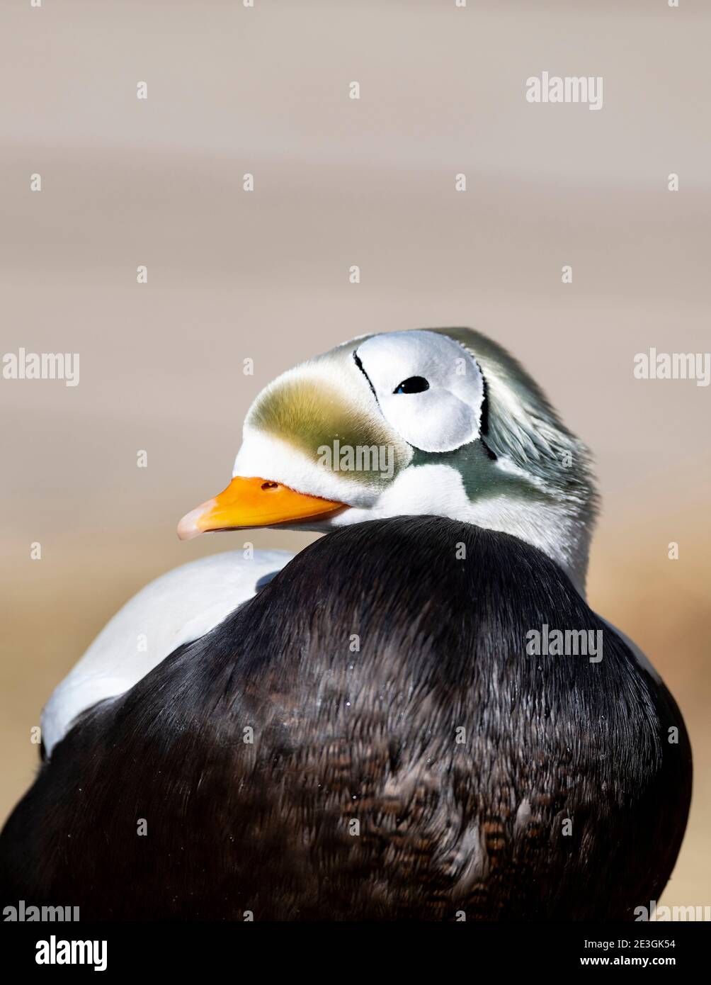 Spectacled Eider male in Alaska Stock Photo - Alamy