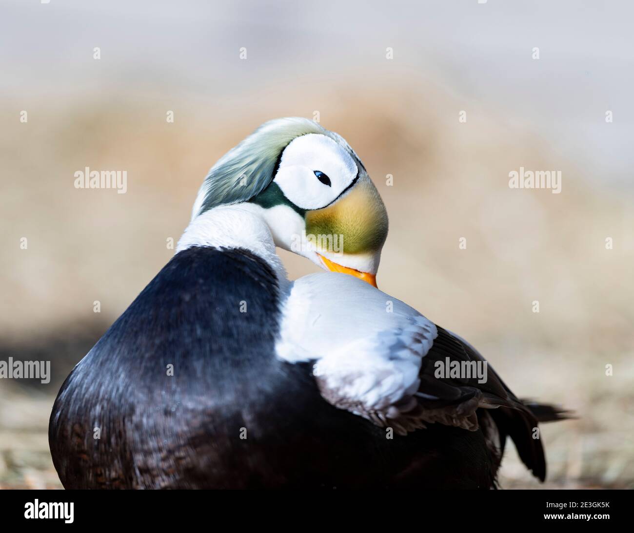 Drake spectacled eider hi-res stock photography and images - Alamy