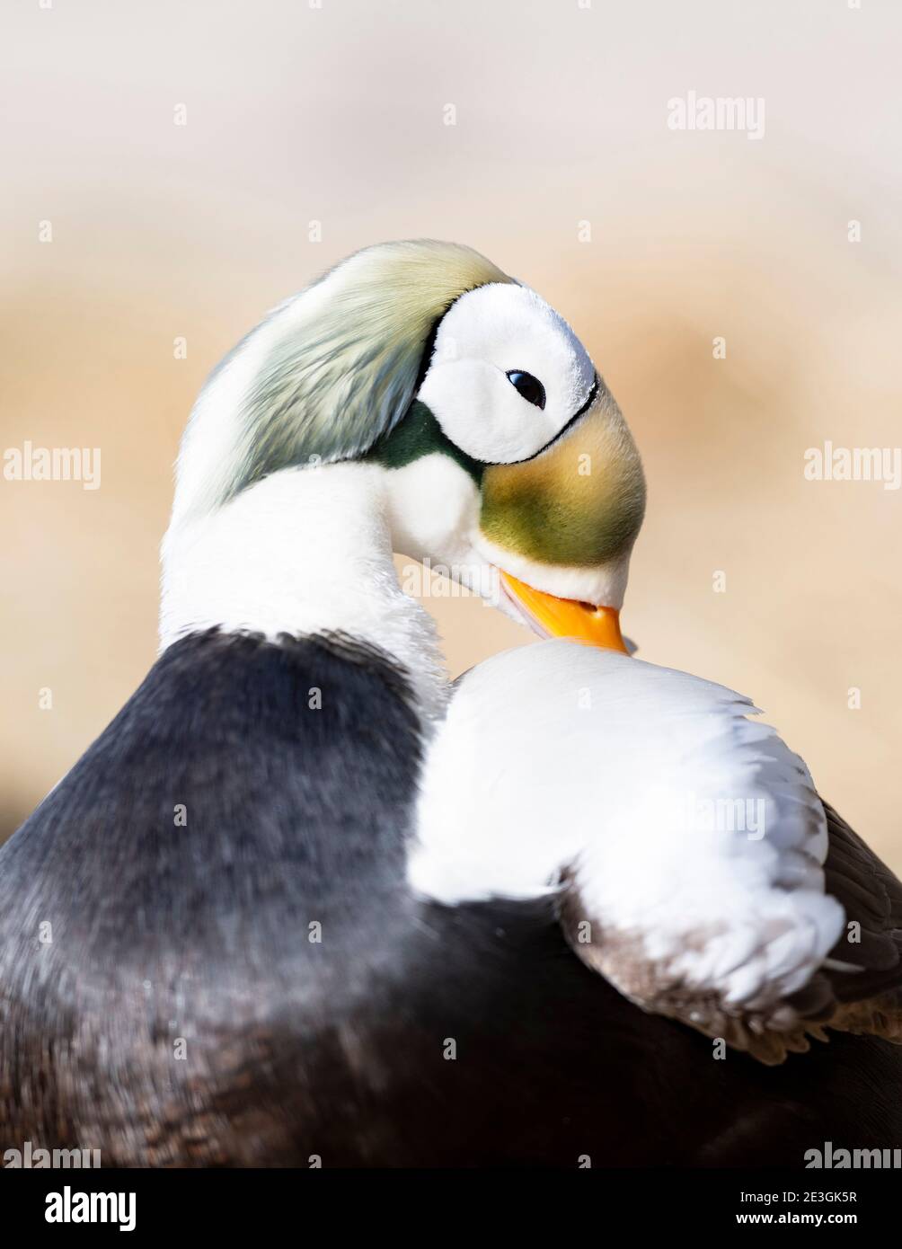 Drake spectacled eider hi-res stock photography and images - Alamy