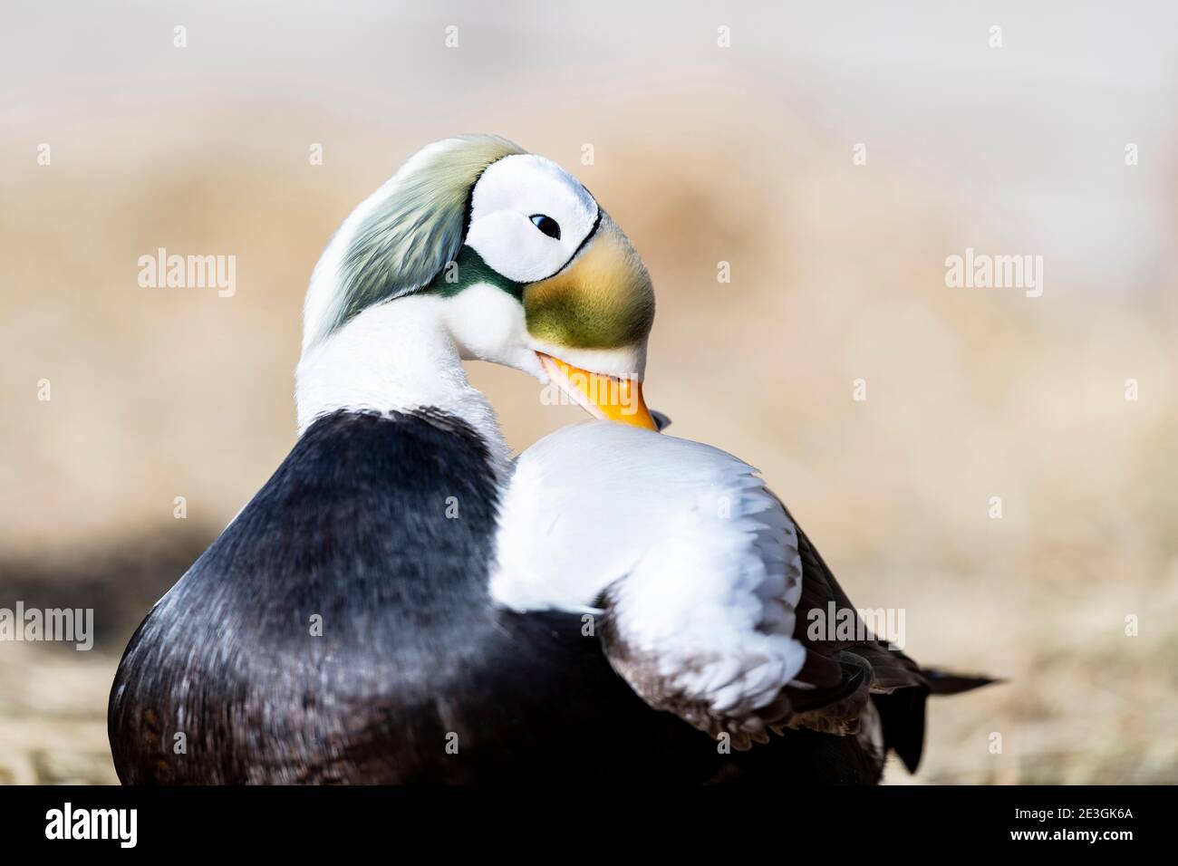 Spectacled Duck High Resolution Stock Photography and Images - Alamy