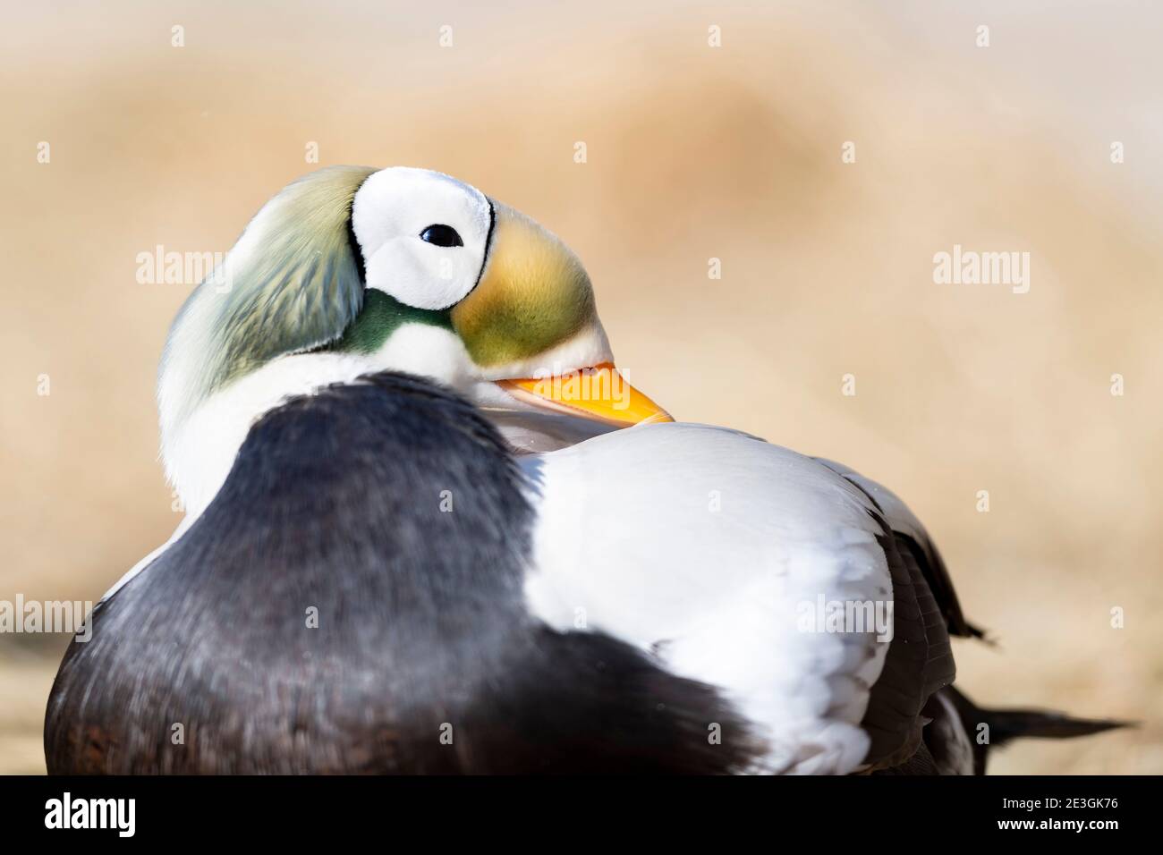 Spectacled Eider male in Alaska Stock Photo - Alamy