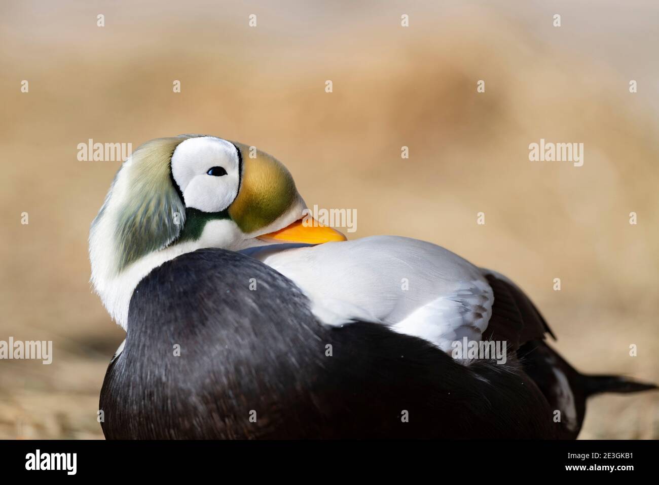 Drake spectacled eider hi-res stock photography and images - Alamy
